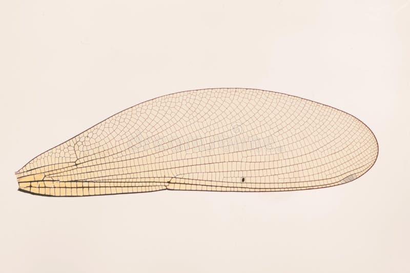 Aile d'insecte image stock. Image du details, paire, scientifique ...