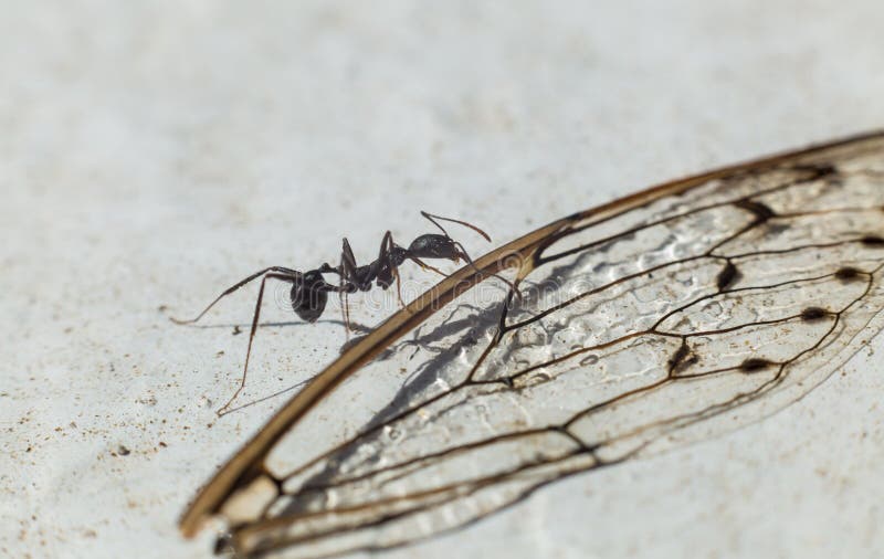 Aile De Transport De Fourmi Image stock - Image of grand, fermer: 43332825