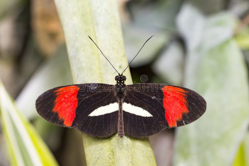 64,509 Photos de Insecte D Insecte Rouge Et Noir - Photos de stock ...