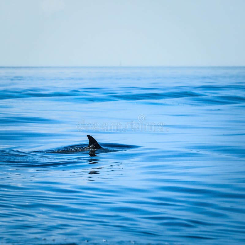 Nageoire de requin photo stock. Image of dauphin, liquide - 42099618