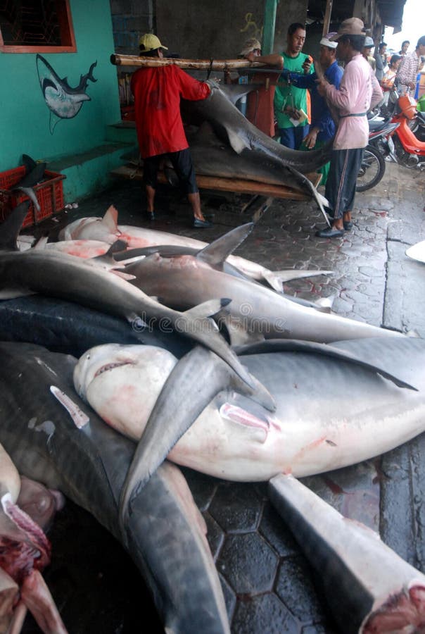 AILERON DE REQUIN image stock éditorial. Image du poissons - 49838254