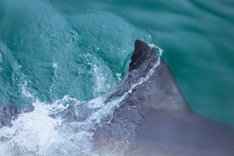 Photos de Aileron Du Requin - Photos de stock gratuites et libres de ...