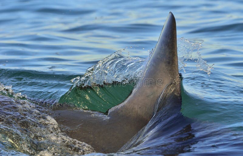 Aileron De Requin Dans L'eau Photo stock - Image du faune, violation ...