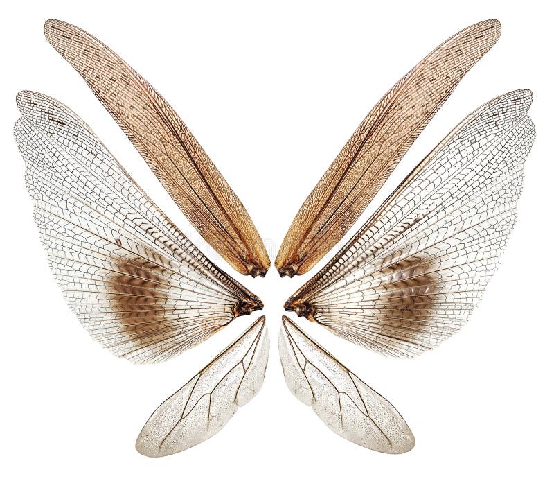 7,783 Photos de Insecte Avec Les Ailes Transparentes - Photos de stock ...
