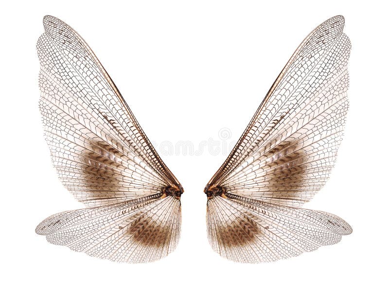 Ailes De Cigale D'insecte Sur Le Bacground Blanc Image stock - Image du ...