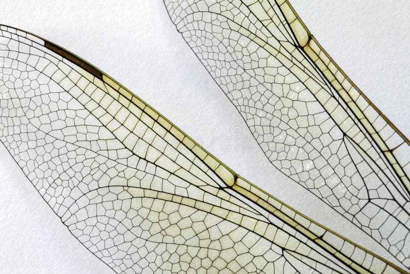 Ailes de libellule image stock. Image du libellule, détail - 39136087