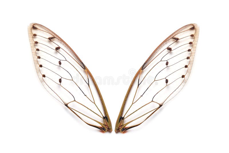 Aile De Cigale D'insecte D'isolement Sur Le Fond Blanc Photo stock ...