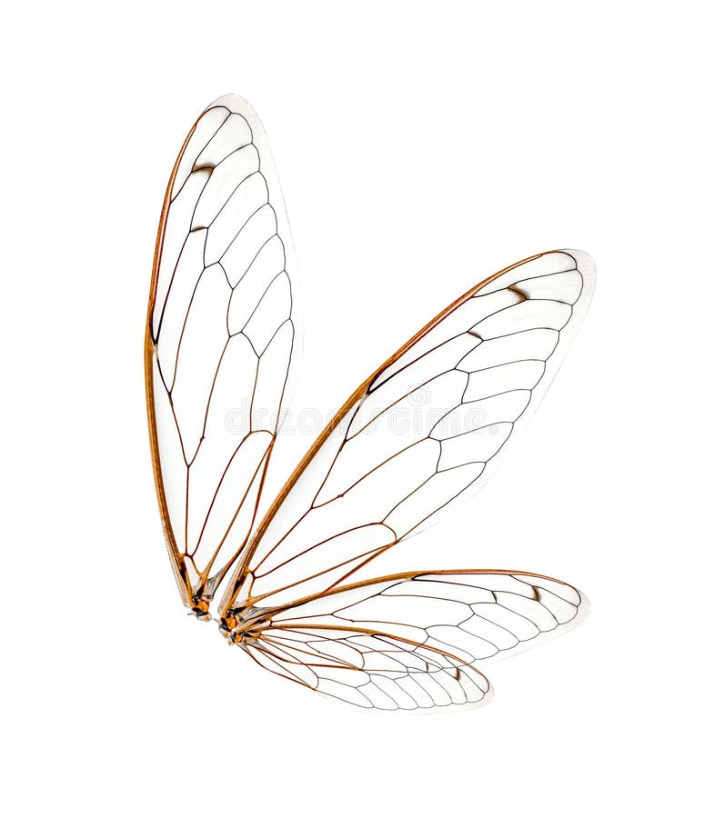 Ailes D'insecte Sur Le Fond Blanc Image stock - Image du blanc ...