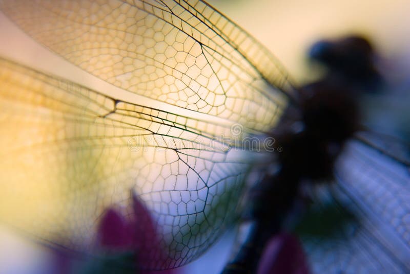 Ailes de libellule image stock. Image du type, libellule - 3424573