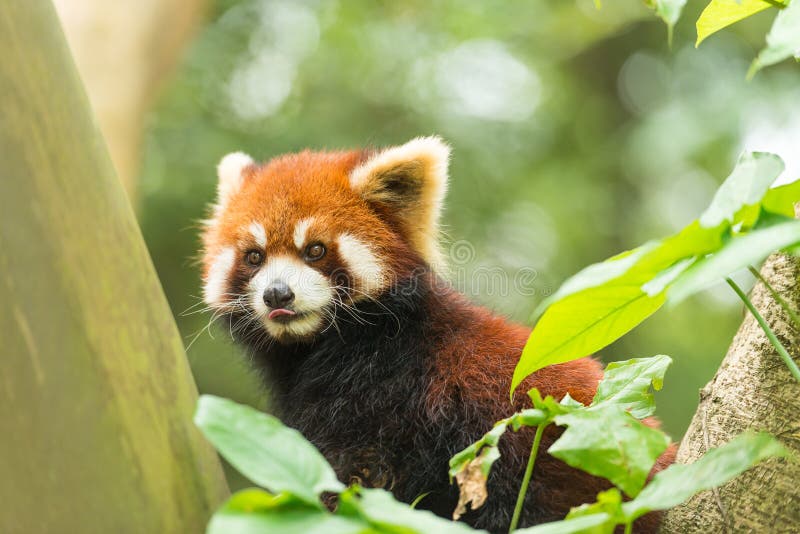 Ailurus fulgens stock image. Image of shining, front - 52703749