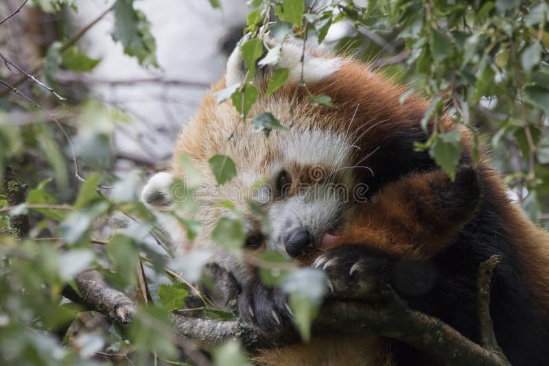 Ailurus Fulgens, Red Panda Bear Posing Full Face Stock Photo - Image of ...