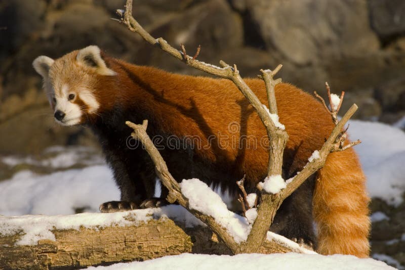 Czerwona Panda (Ailurus Fulgens) Obraz Stock - Obraz złożonej z ...