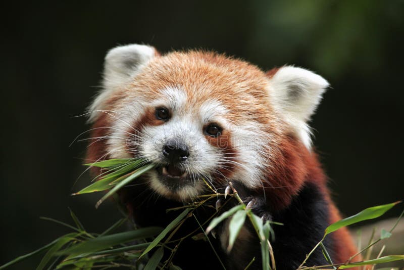 Czerwona Panda (Ailurus Fulgens) Obraz Stock - Obraz złożonej z ...