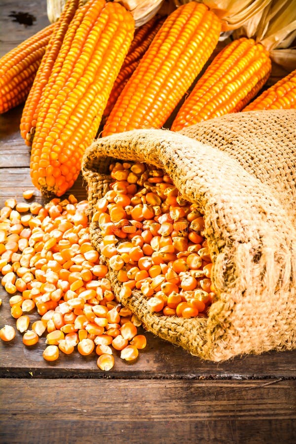 Ainda Vida Do Milho De Semente E Do Milho Secado Foto de Stock - Imagem ...