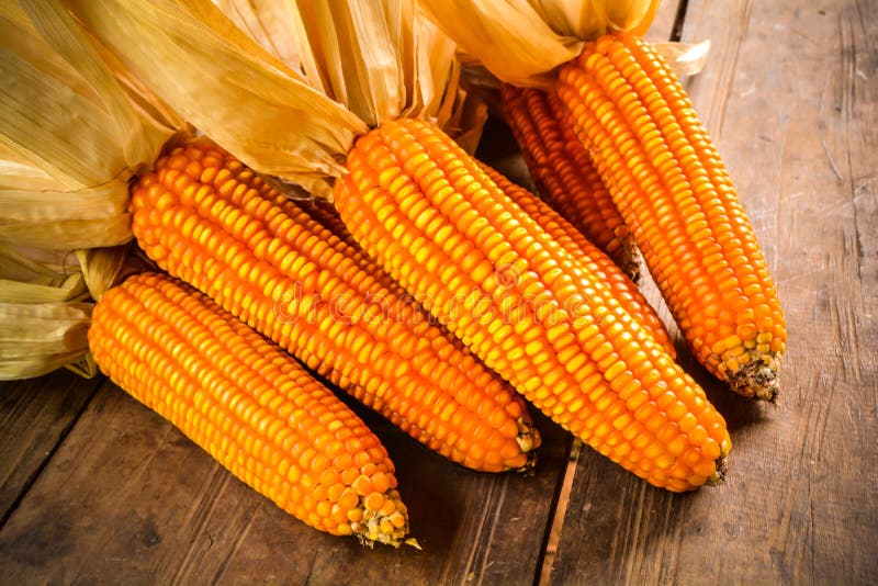 Ainda vida do milho secado imagem de stock. Imagem de amarelo - 36773709