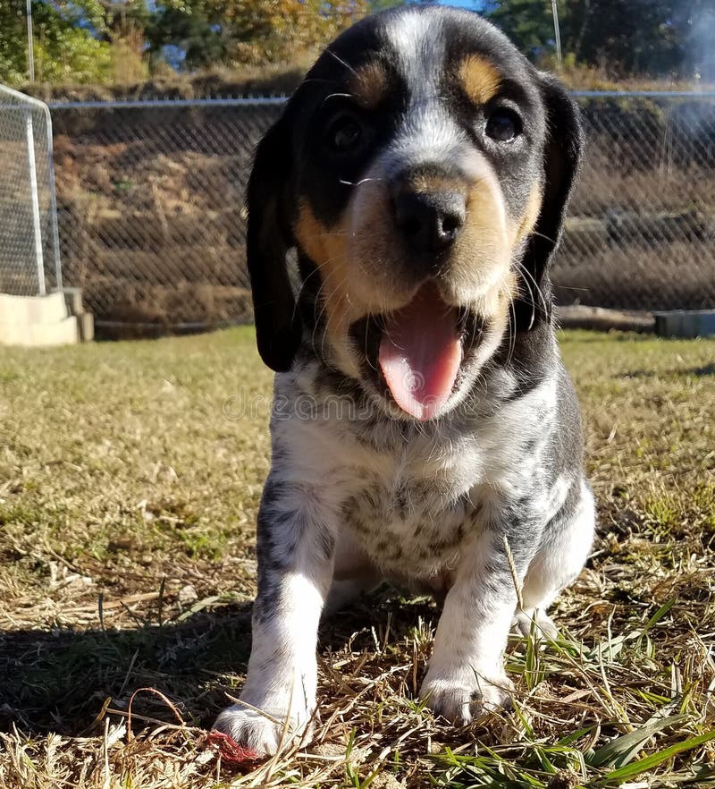 Aint Nothing but a Hound Dog Stock Image - Image of hound, puppy: 104202125