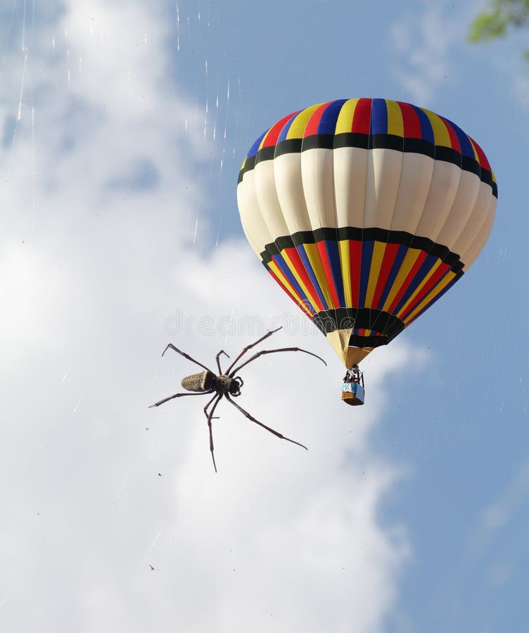 Spider on balloon flower stock photo. Image of insect - 15747676