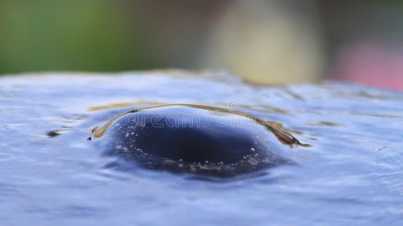 Air Bubbles on the Water Surface after Watering Indoor Plants in ...