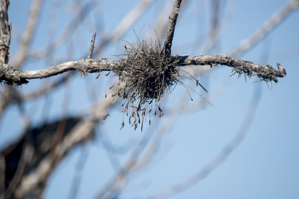 Air Carnation in the Branches of a Tree Stock Image - Image of outdoors ...