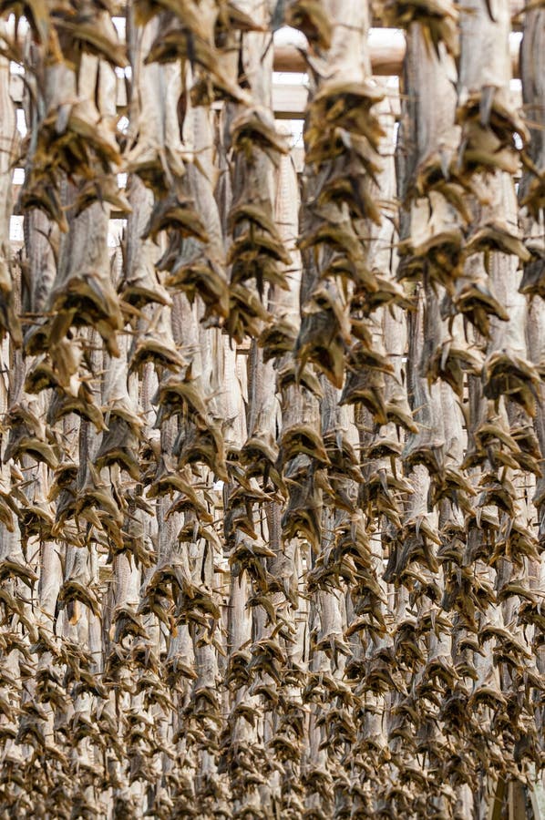 Air-dried cod stockfish stock image. Image of norway - 87297361