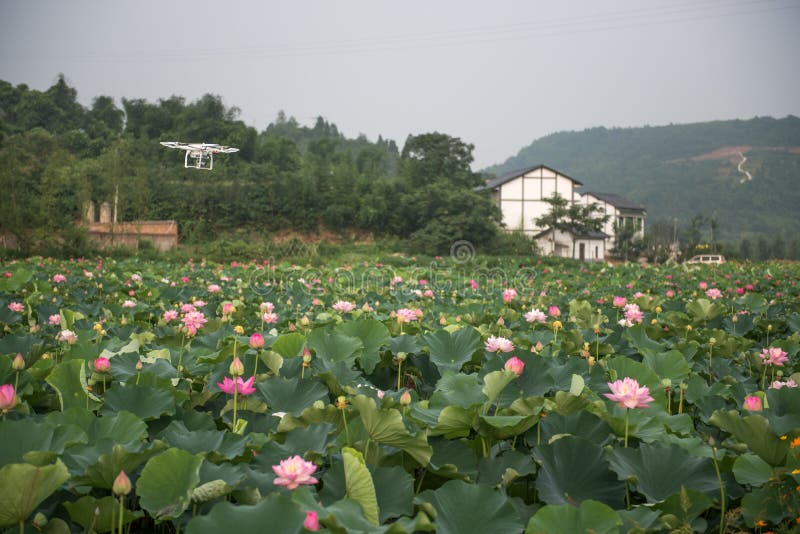 Air Drone Surveillance Camera and Lotus Stock Photo - Image of aircraft ...