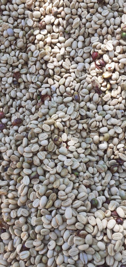 The Air is Filled with the Mild Aroma of Coffee Beans Stock Photo ...