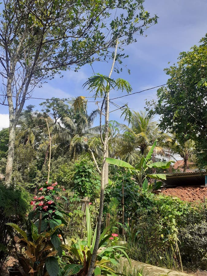 Trees make the air fresh stock image. Image of orangetree - 263603049