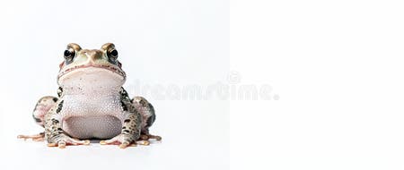 An Air Guitar-playing Cane Toad on a White Background Stock Image ...