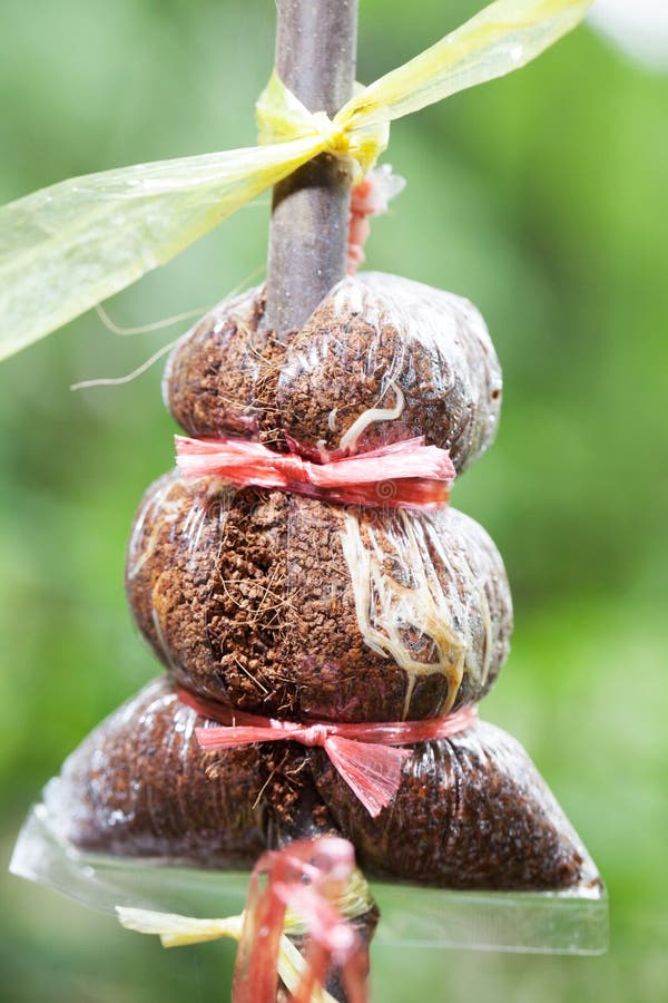 Air layering stock photo. Image of practice, common, physiology - 58283220