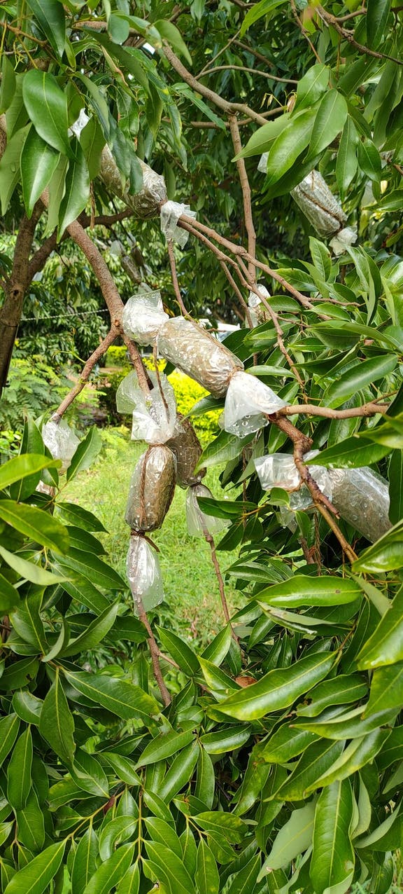 Air Layering Propagation of Litchi Plant Using Plastic. Stock Image ...