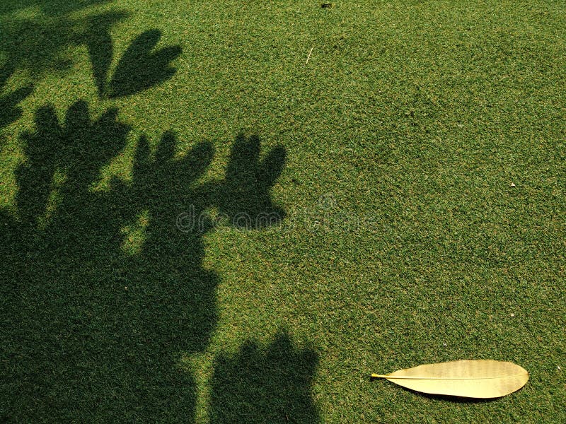 Air at Noon Under the Shade of Big Trees Stock Image - Image of trees ...