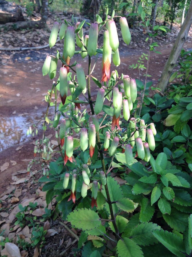 Air Plant flower stock image. Image of flower, plant - 49336191