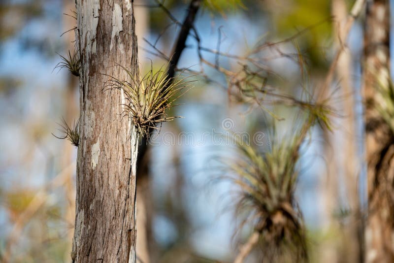 Air Plant on a Tree in the Woods Tillandsia Stock Image - Image of ...