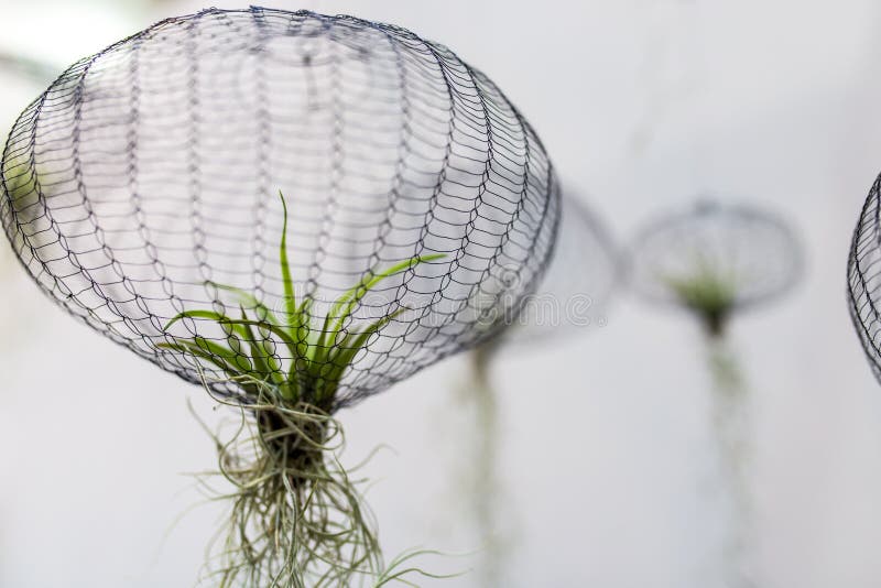 Air Plants in a net stock image. Image of tropical, nature - 85210913