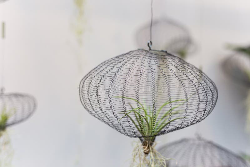 Air Plants in a net stock photo. Image of background - 85234012