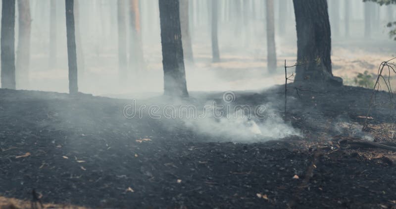 Air Pollution Caused by Fire in Woods, Consequences of Arson in Forest ...