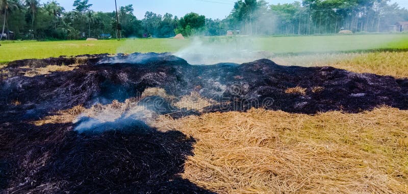 Air Pollution by Crop Residue Burning. Environment Pollution. Paddy ...