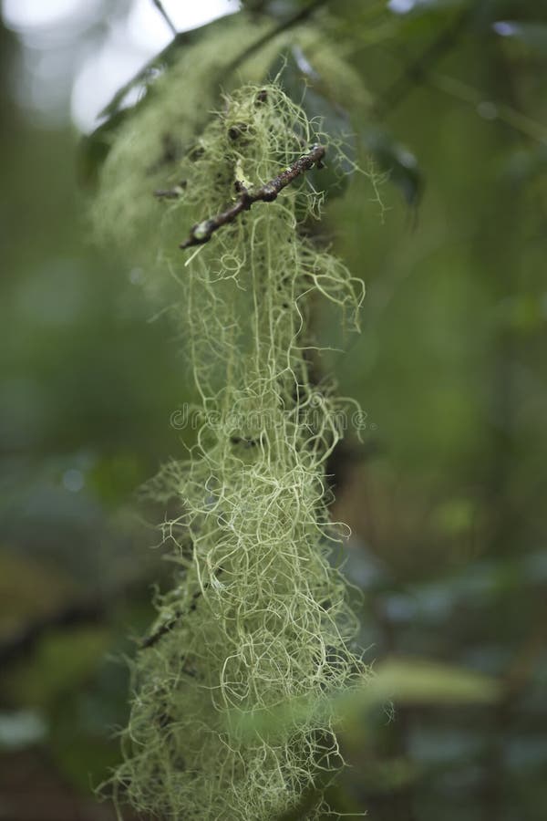 Air root moss stock image. Image of climate, environment - 35730439