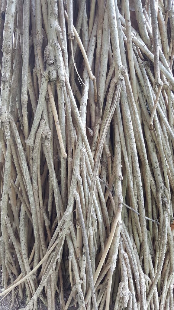 Air root stock image. Image of root, roots, tree, ground - 65827053