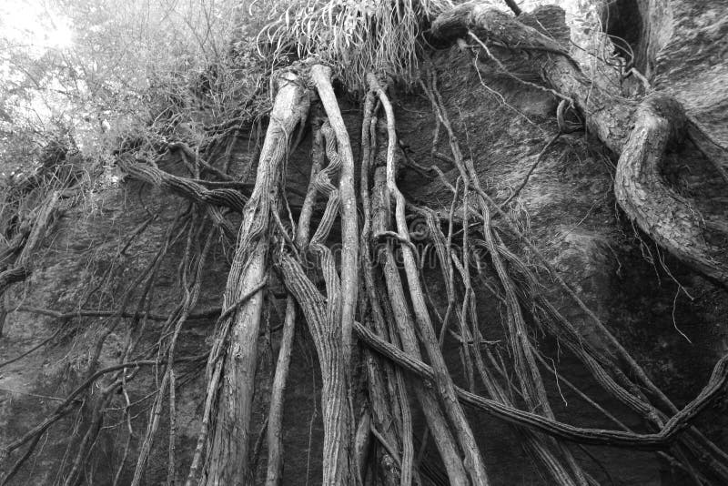 Air roots stock photo. Image of creepers, rootsblack - 50332420