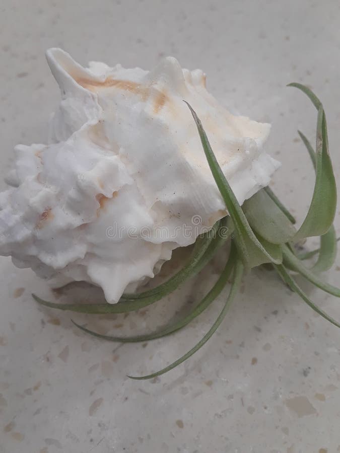 Air Shell Creative stock photo. Image of plant, creative - 148136062