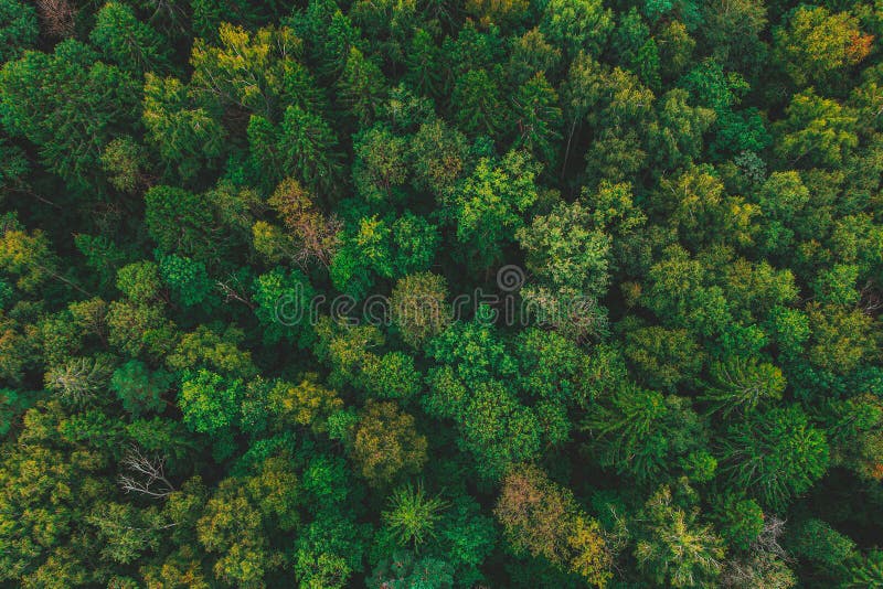 Air View of the Beautiful Autumn Forest. Forest Texture Top View Stock ...