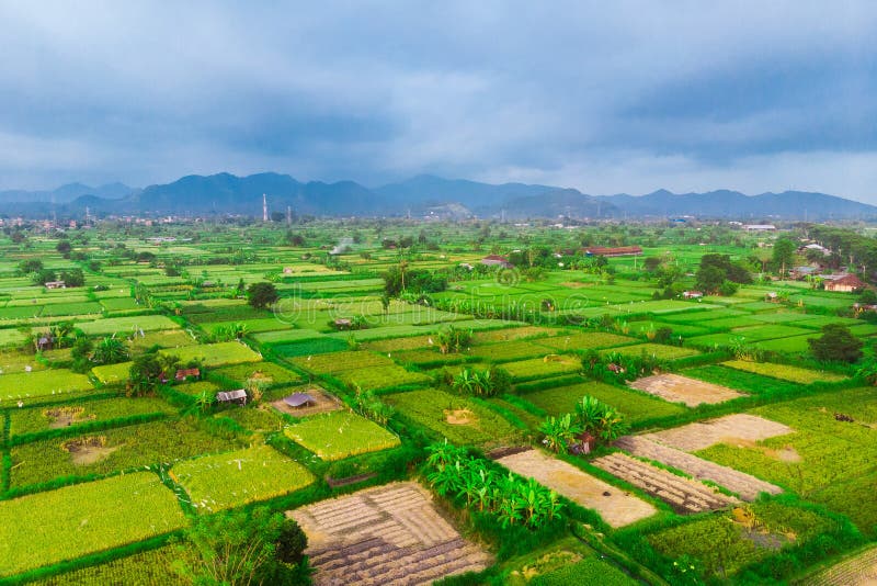 Air View of Green Fields Green Rice and Corn Fields in Amed, Bali ...