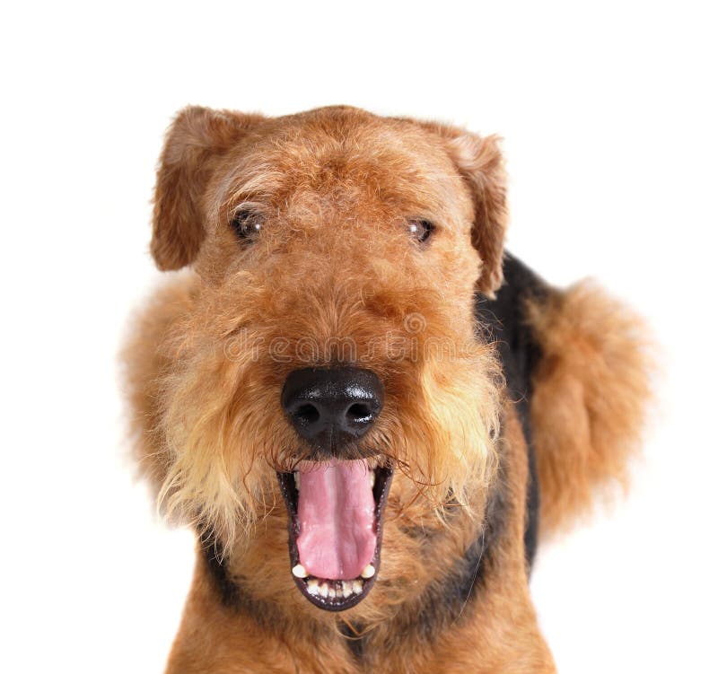 Dog Airedale stock image. Image of airdale, animal, kennel - 16194333