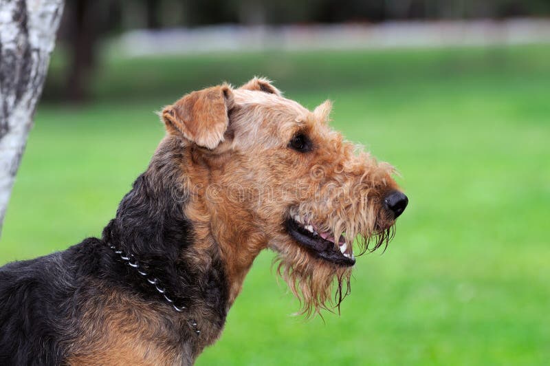 Close Up Portrait of Adorable Airedale Terrier Dog Stock Photo - Image ...