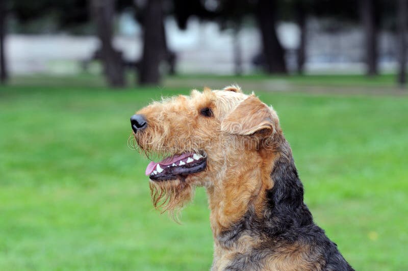 Airedale Close-up stock image. Image of adorable, canine - 20778987