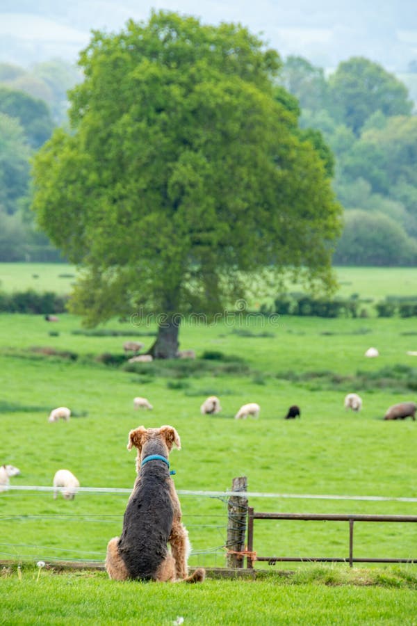 An Airedale Dog in Sharp Focus Sits Watching Over a Sheep Farm. Stock ...