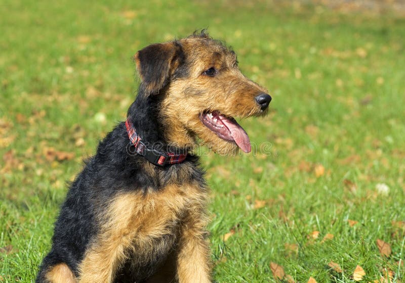 Airedale puppy Close-up stock photo. Image of hair, animal - 21476238