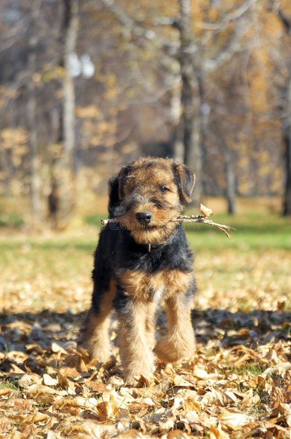 Airedale puppy Close-up stock image. Image of mammal - 21520155