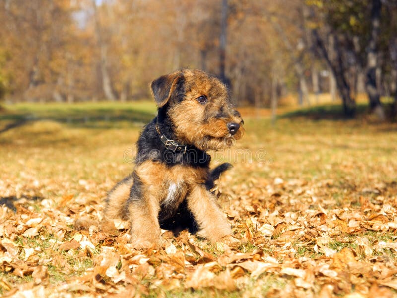 Airedale puppy Close-up stock image. Image of mammal - 21520155